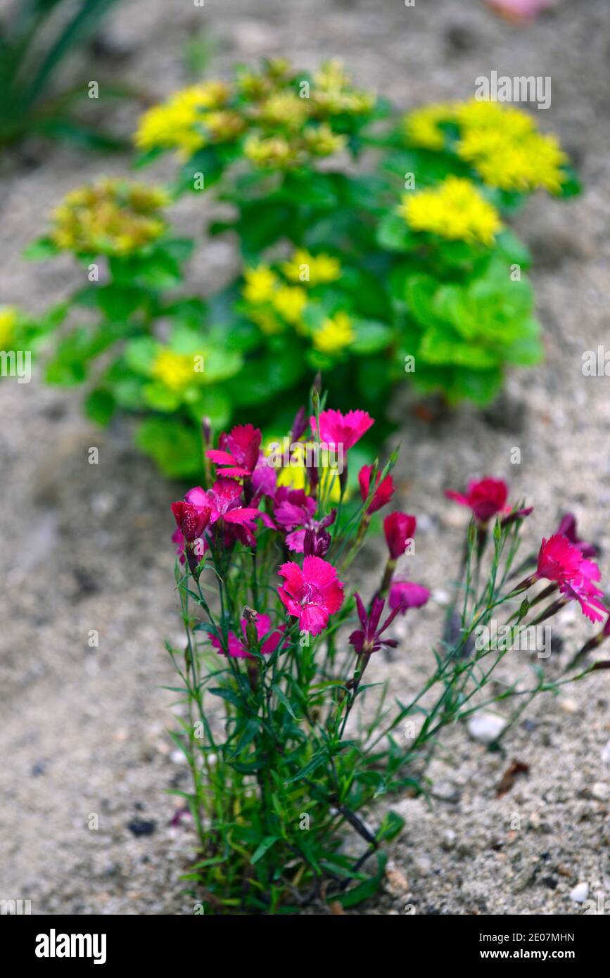 Green and pink colours hi-res stock photography and images - Alamy