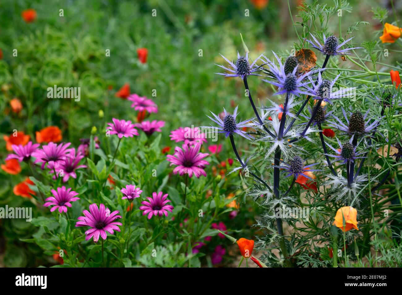 Pink and bl hi-res stock photography and images - Alamy