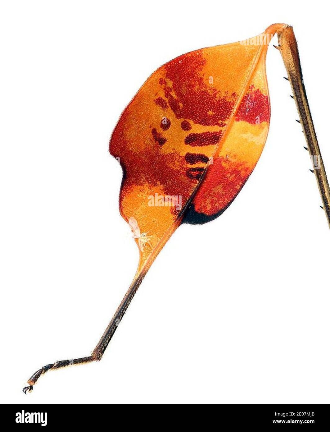 Left hind leg hi-res stock photography and images - Alamy