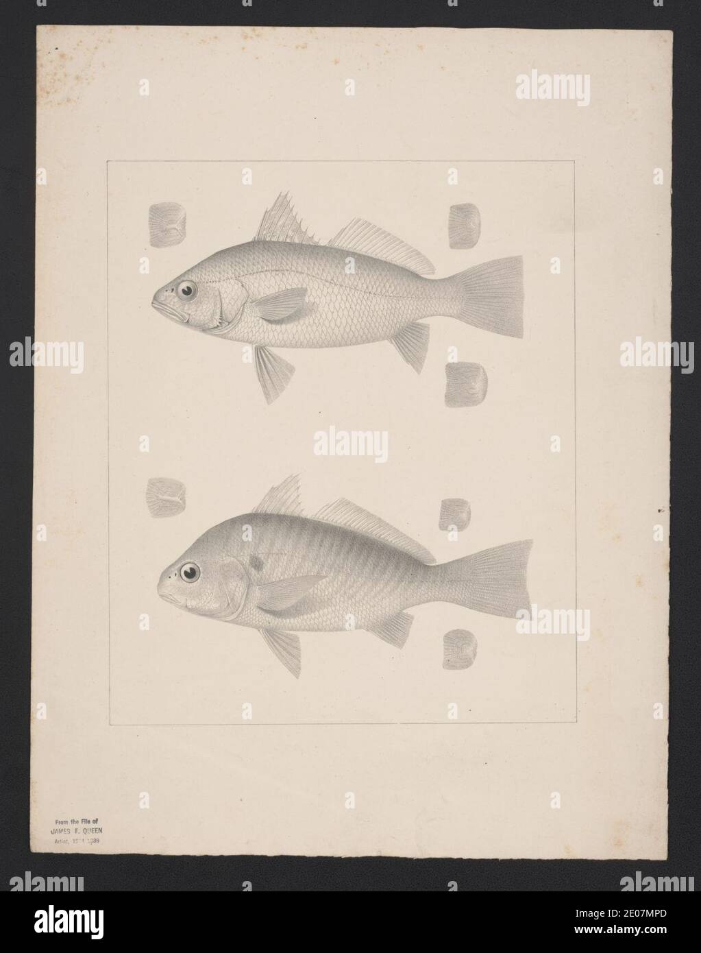 Left side view of two fish with details of their scales Stock Photo - Alamy