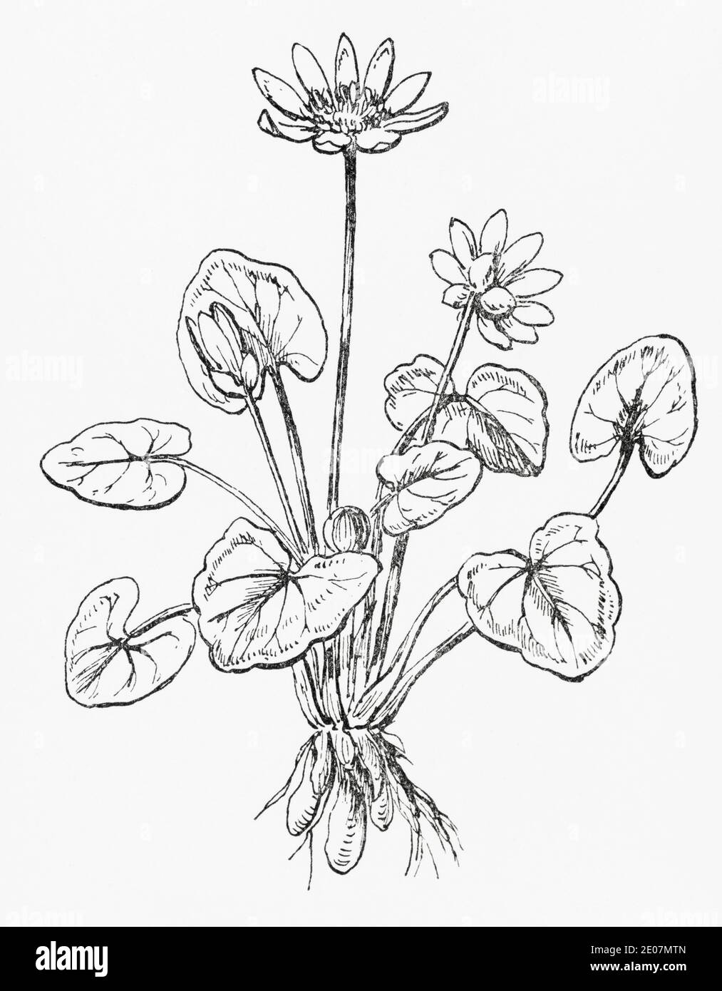 Drawing of lesser celandine hi-res stock photography and images - Alamy