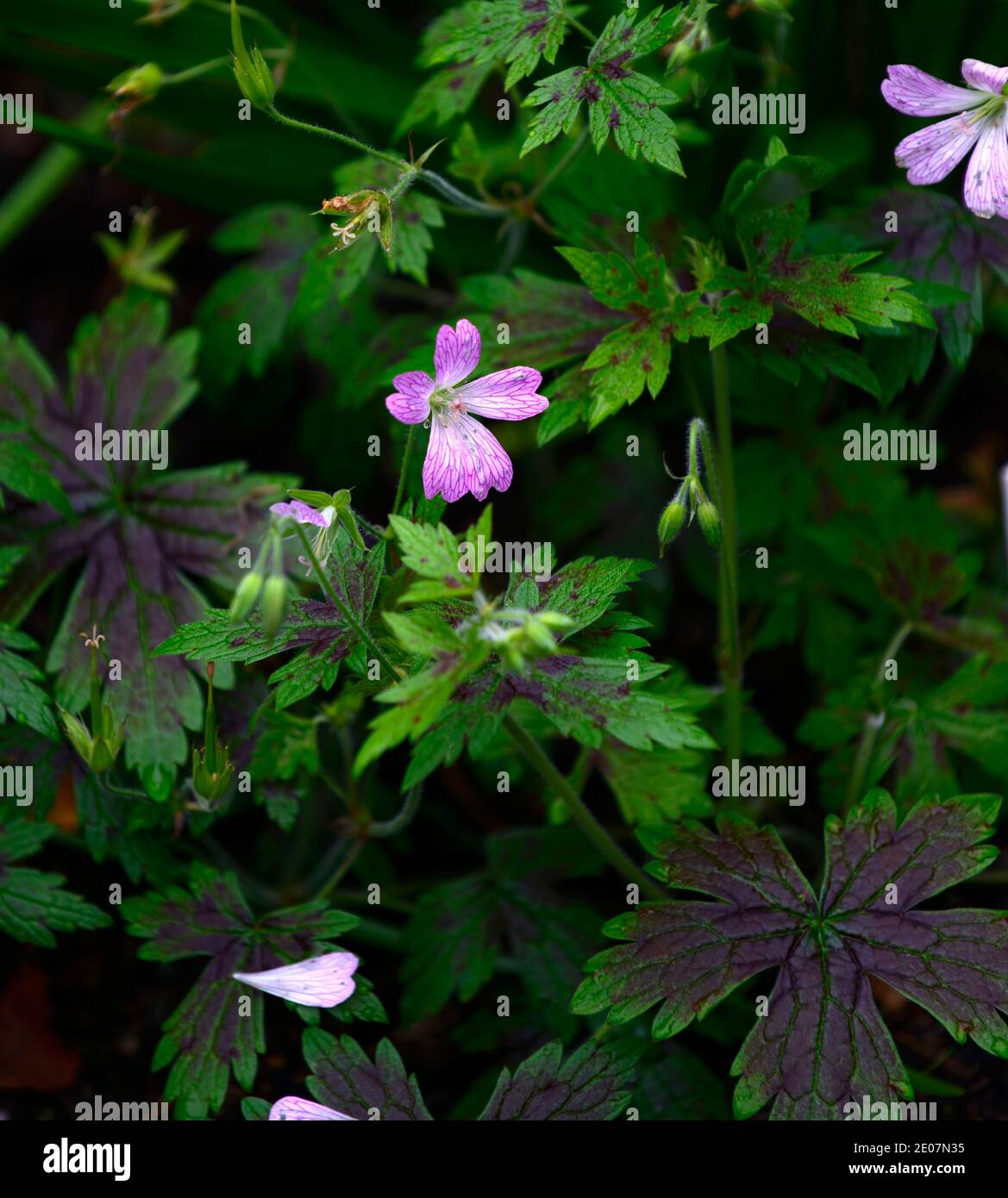 Geranium x oxonianum celine hi-res stock photography and images - Alamy
