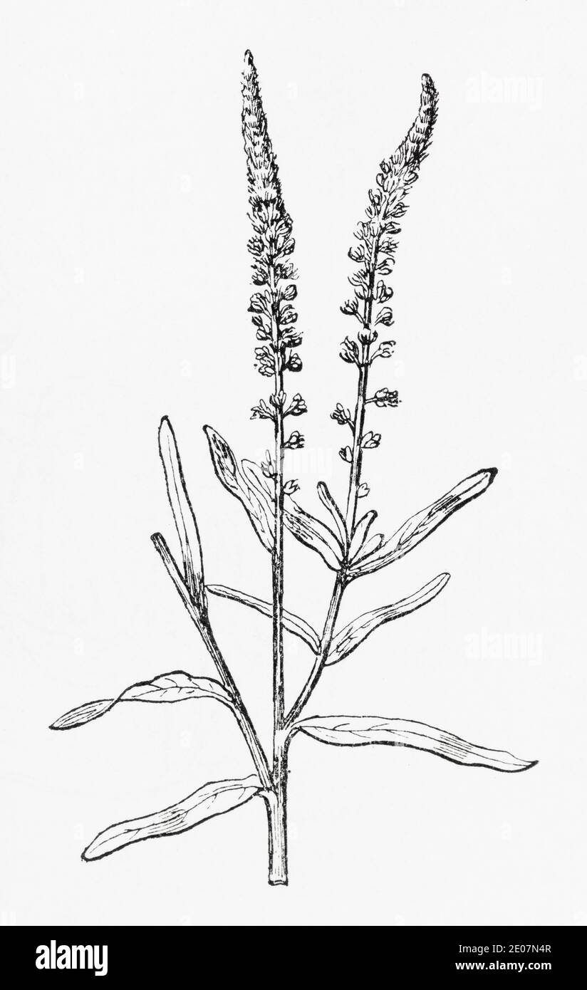 Old botanical illustration engraving of Weld, Dyers Weed, Dyers Rocket ...