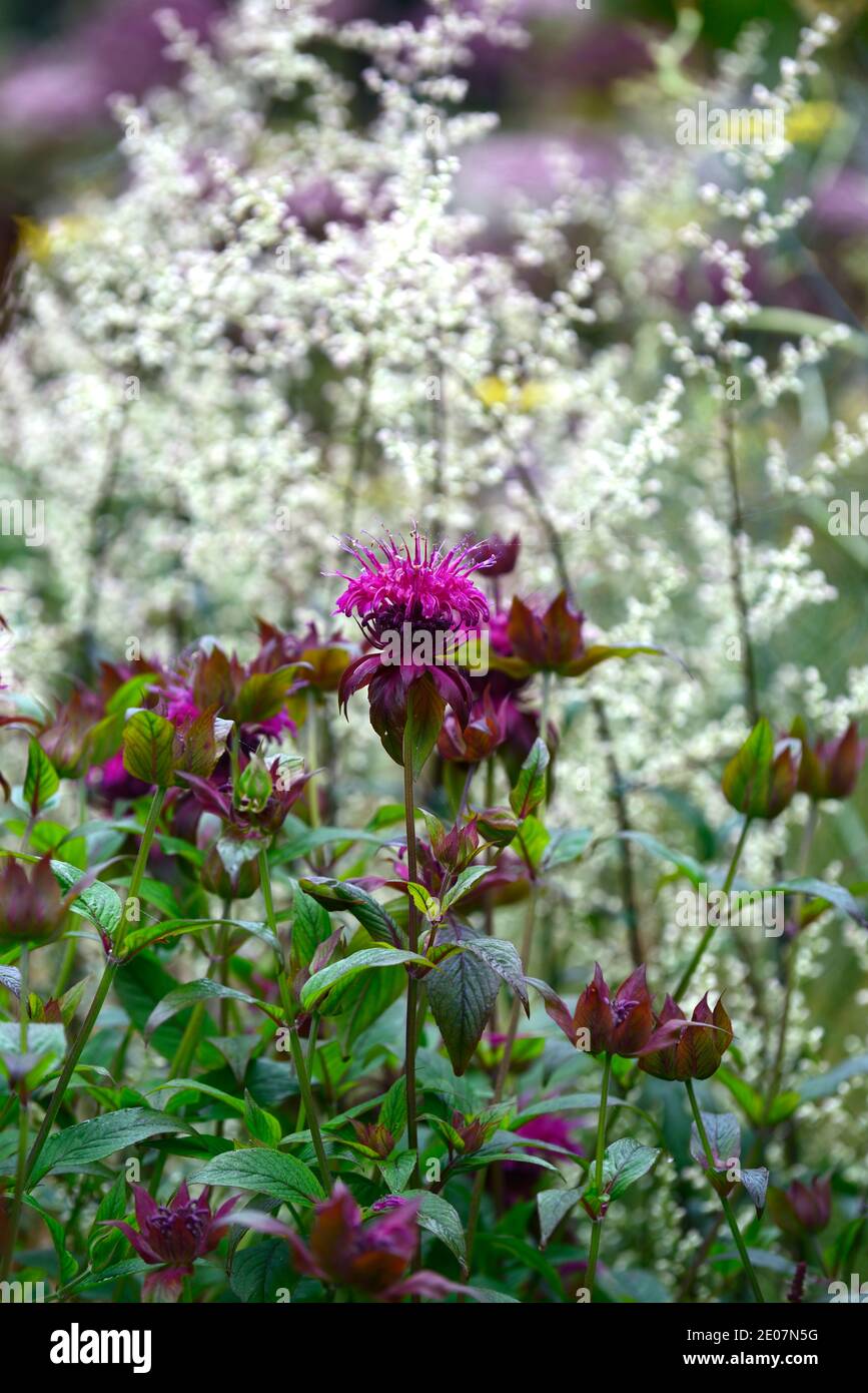 Monarda On Parade, magenta flowers,flower,flowering,perennial,garden ...