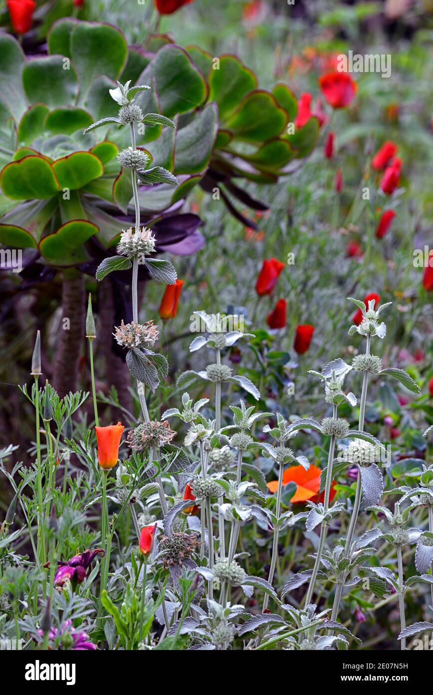 Poppy leaves hi-res stock photography and images - Alamy