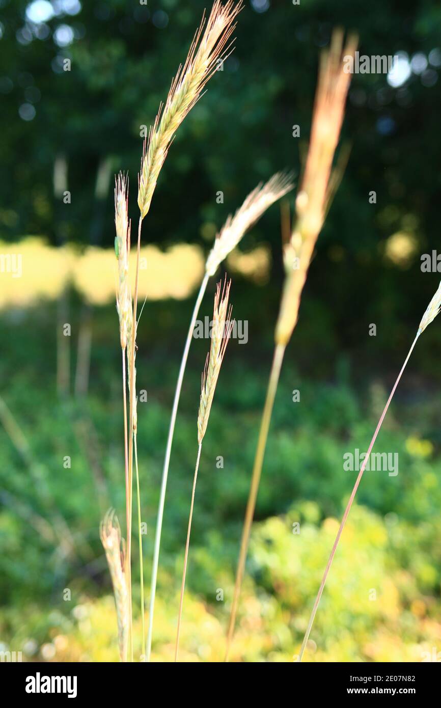 ear of grain detail photo Stock Photo - Alamy