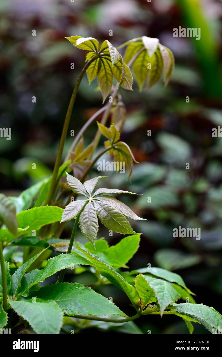 Hand tree hi-res stock photography and images - Alamy