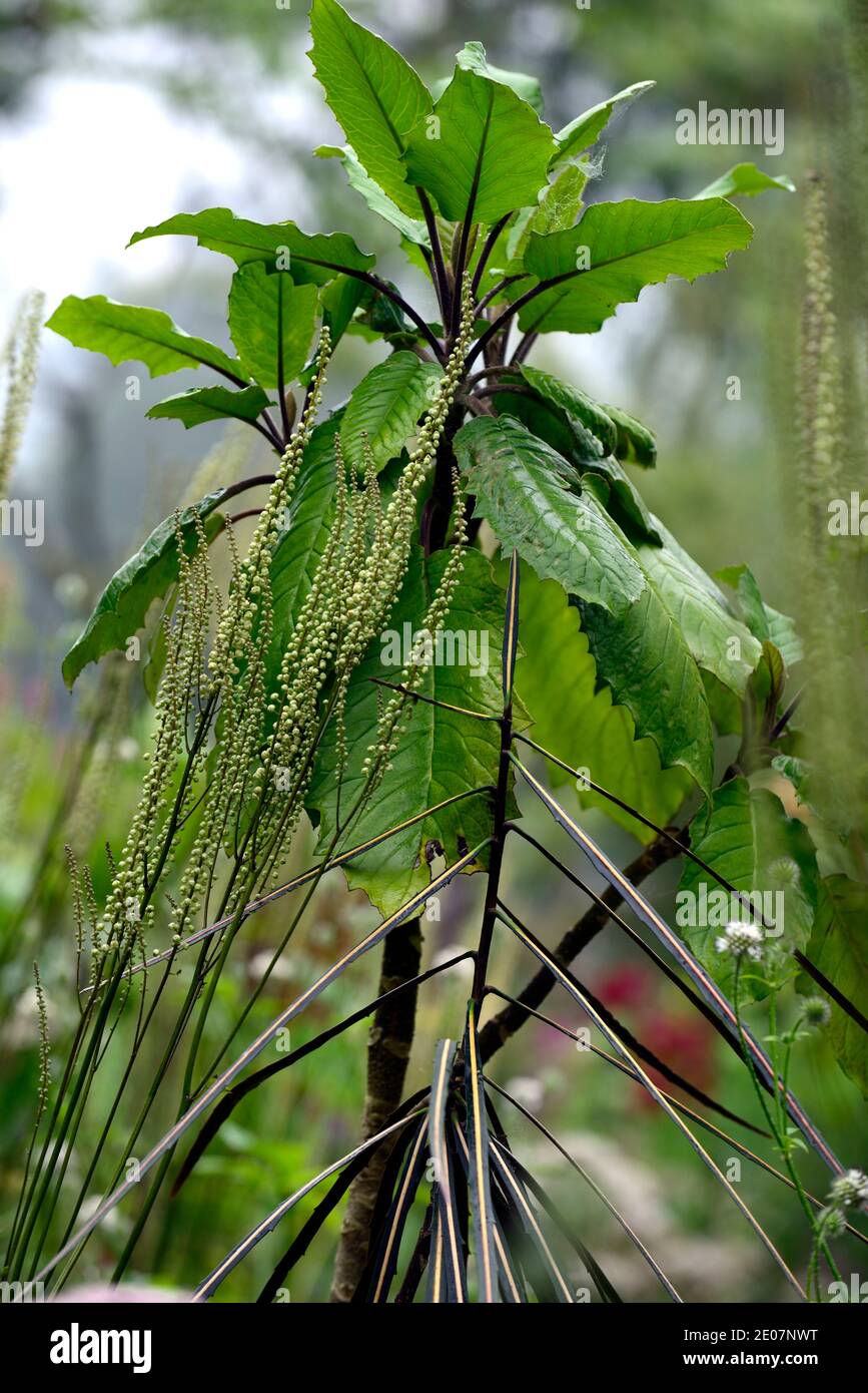 pseudopanax crassifolius,narrow dark brown,leaves,foliage,juvenile tree ...