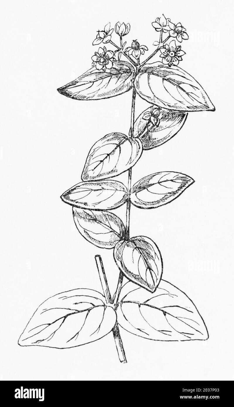 Old botanical illustration engraving of Tutsan / Hypericum androsaemum ...