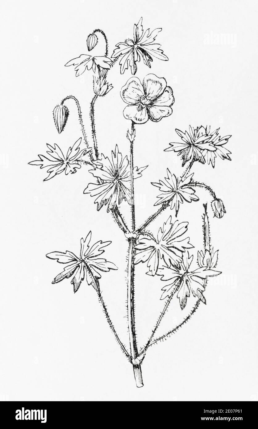 Outline Drawings Of Geraniums