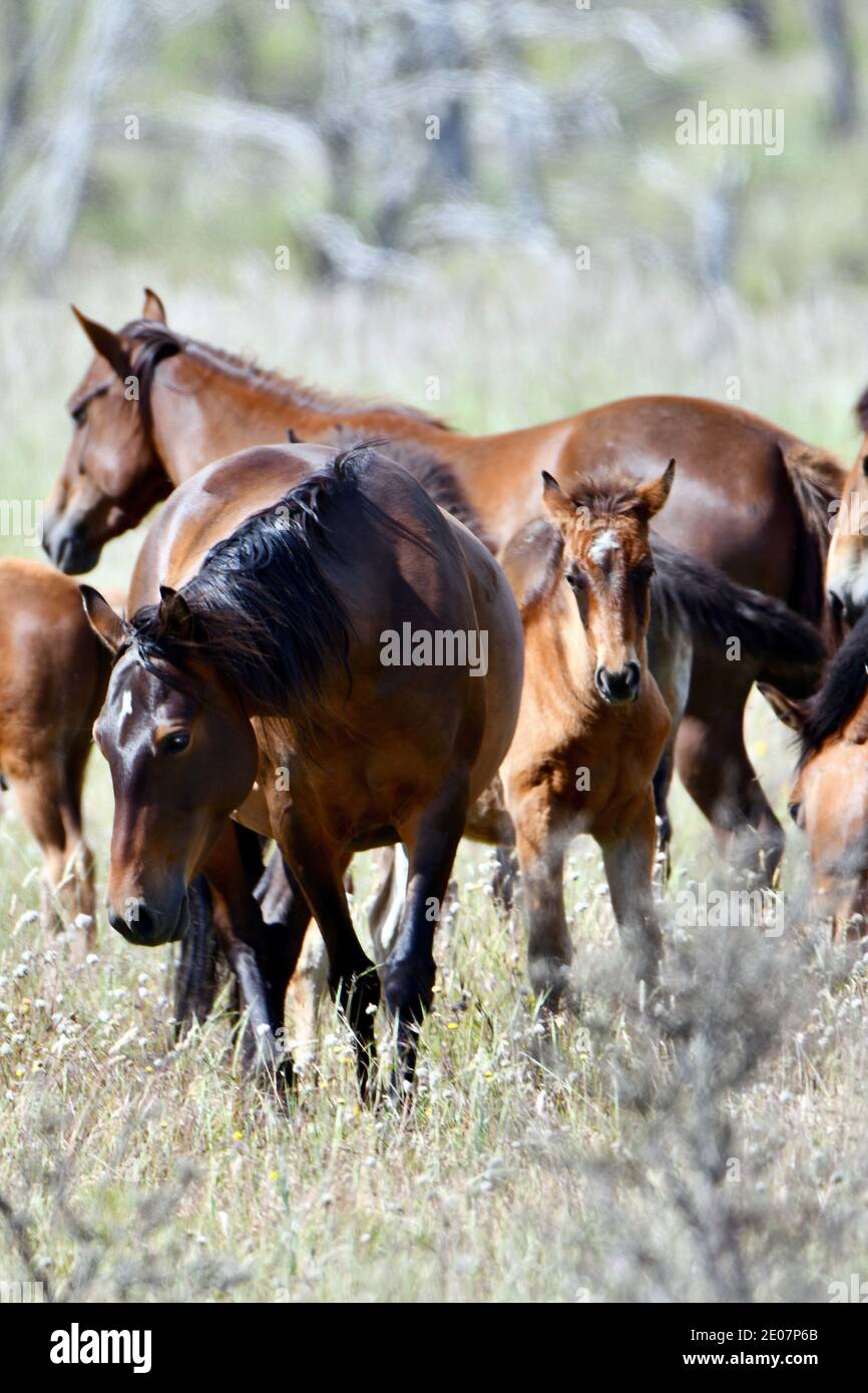 Wild brumbies in the kosciuszko national park hi-res stock photography ...