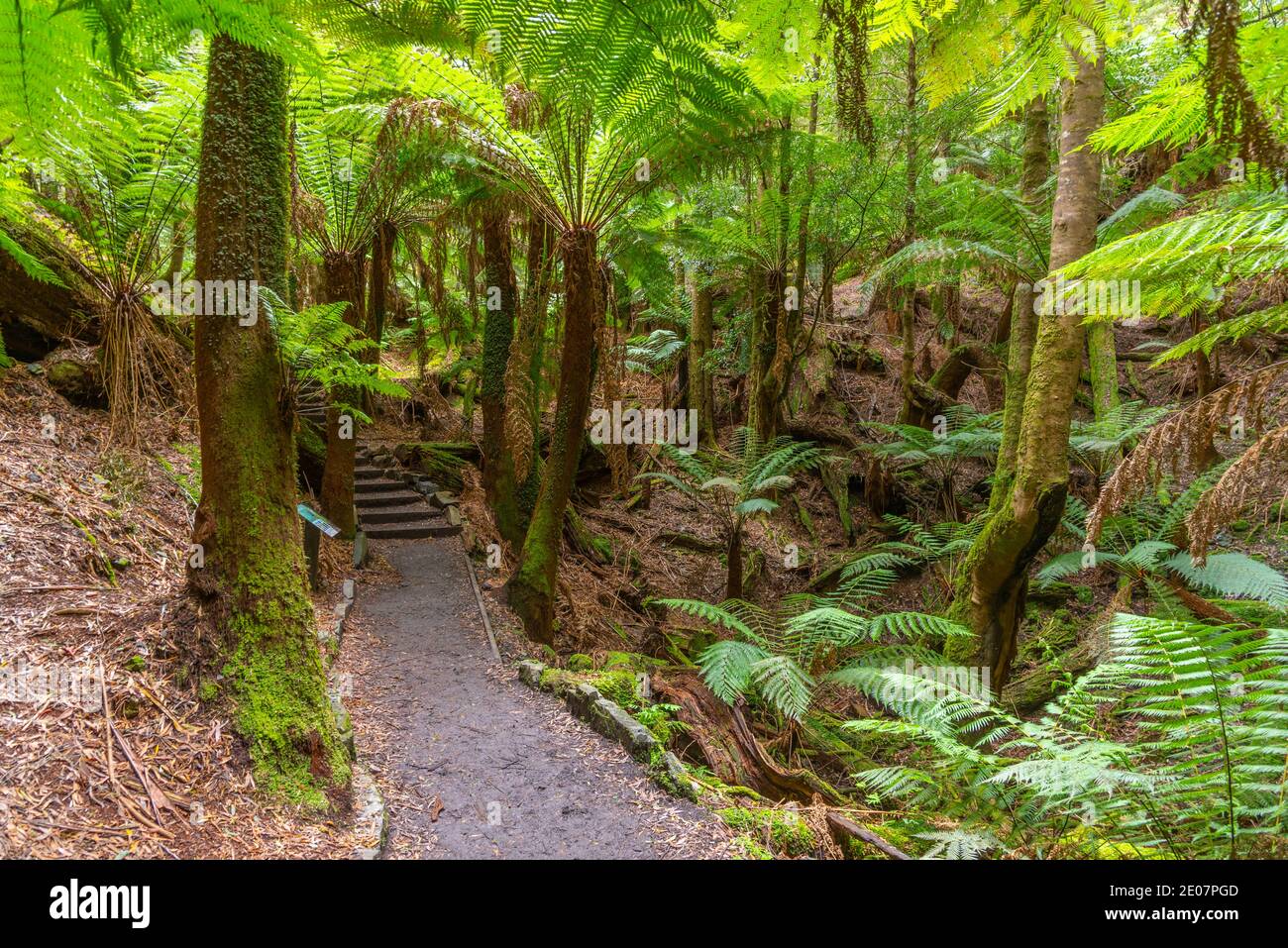 Trees at Tarkine forest in tasmania, Australia Stock Photo - Alamy