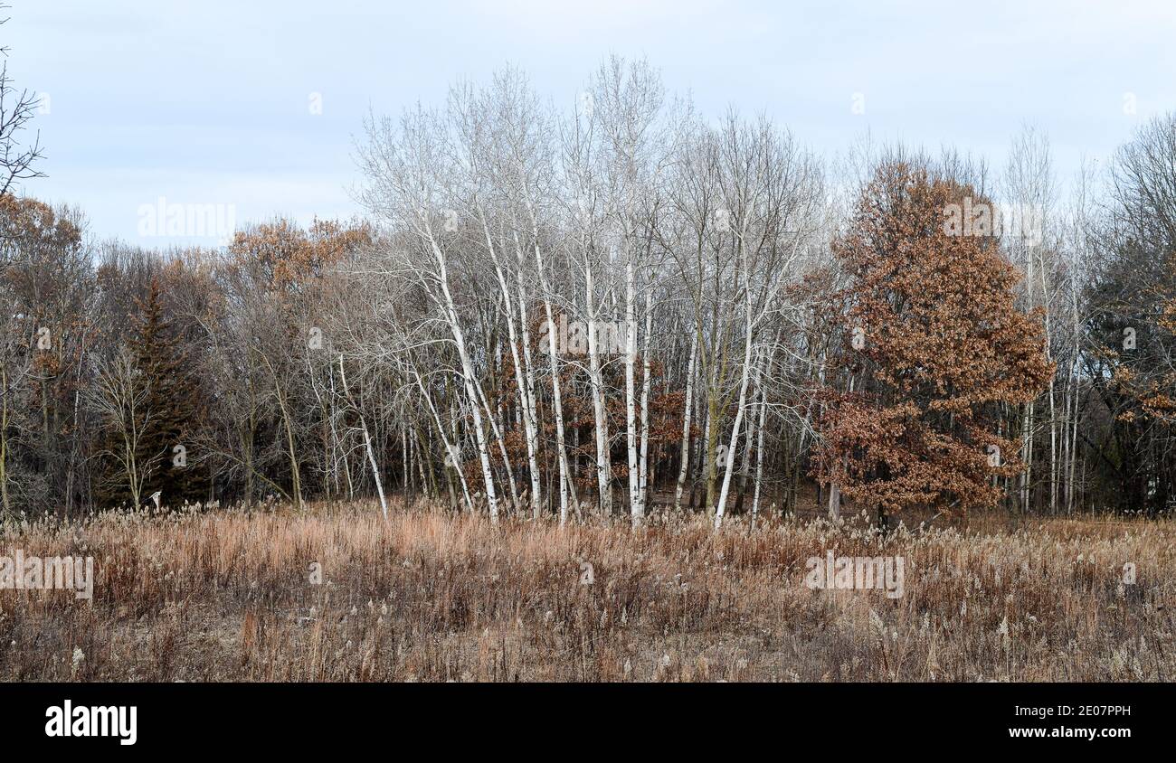 Tall pine trees grouped along the open field of Minnesota in winter ...