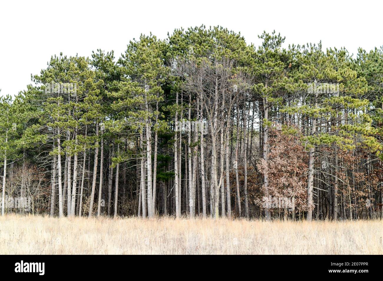 Tall pine trees grouped along the open field of Minnesota in winter ...