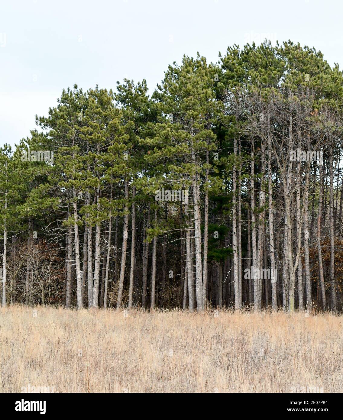 Tall pine trees grouped along the open field of Minnesota in winter ...