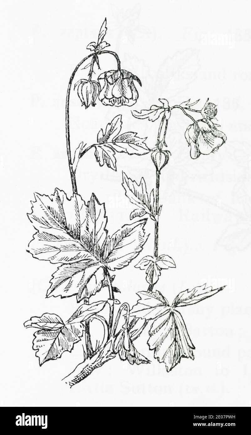 Mubarekotu hi-res stock photography and images - Alamy