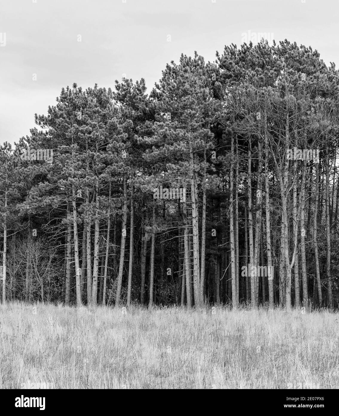 Tall pine trees grouped along the open field of Minnesota in winter ...