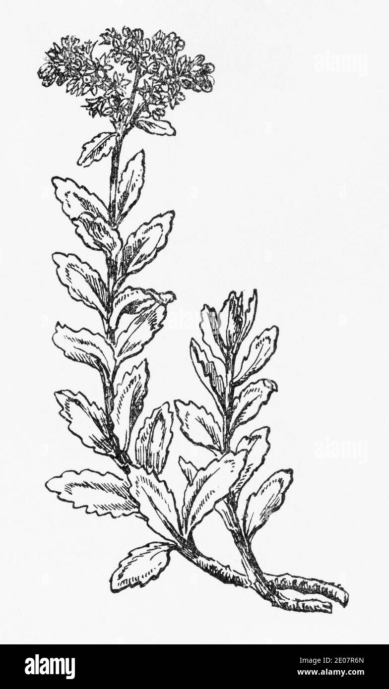Botanical illustration sedum telephium hi-res stock photography and ...