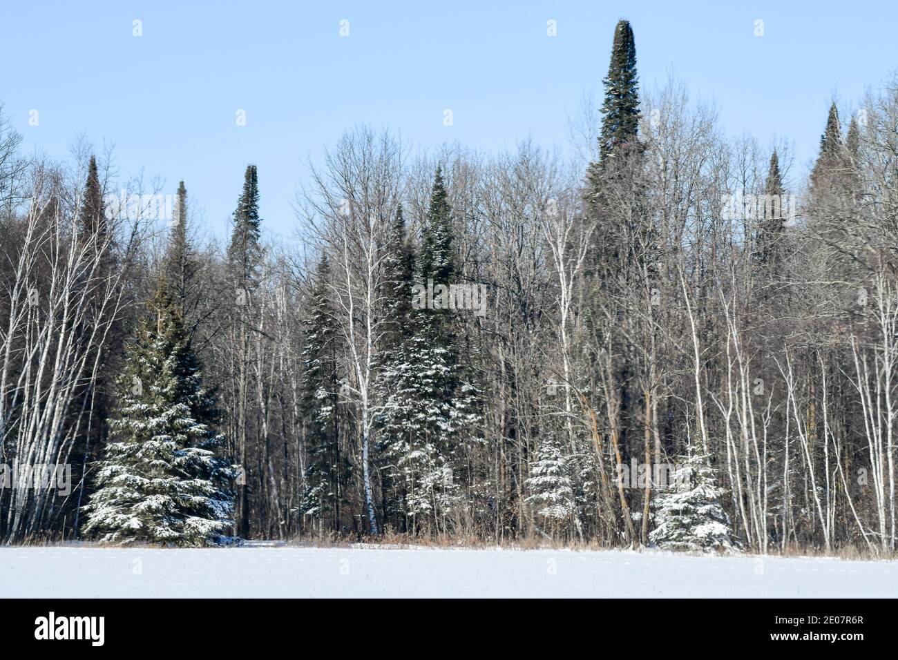 Trees under the snow in the forest hi-res stock photography and images ...