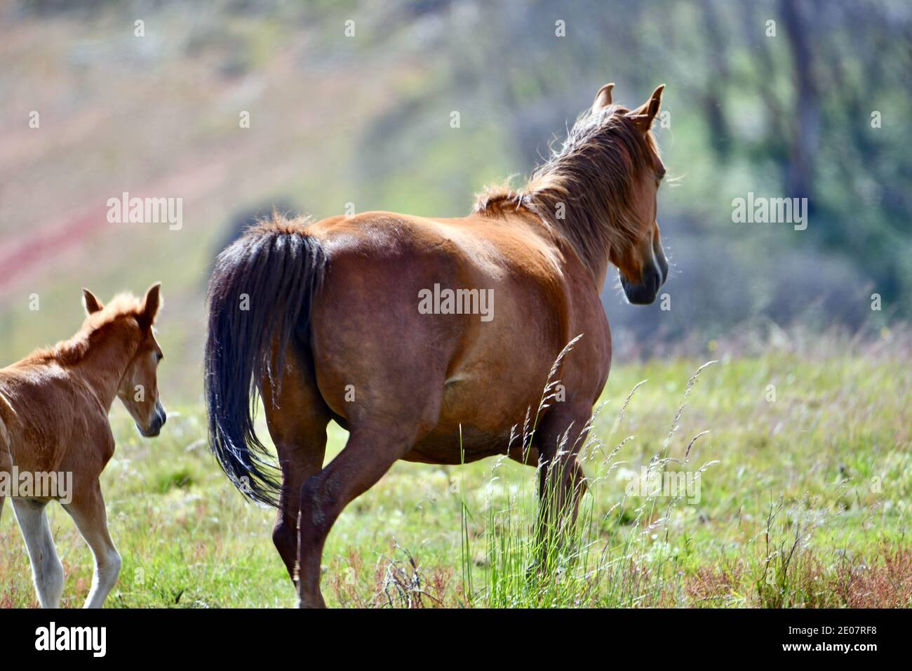 Brumbies - Australian wild horses - in the Snowy Mountains Stock Photo ...