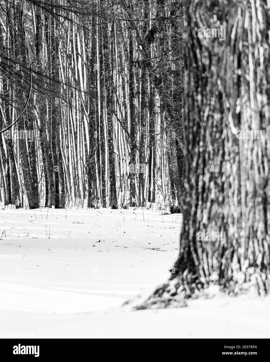 Trees lined along the edge of the forest field with snow in winter ...