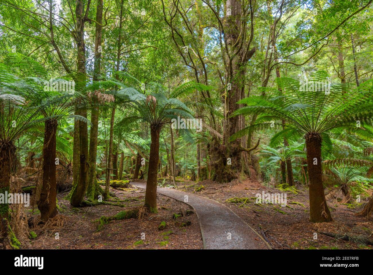 Trees at Tarkine forest in tasmania, Australia Stock Photo - Alamy