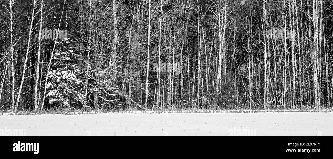 Trees lined along the edge of the forest field with snow in winter ...