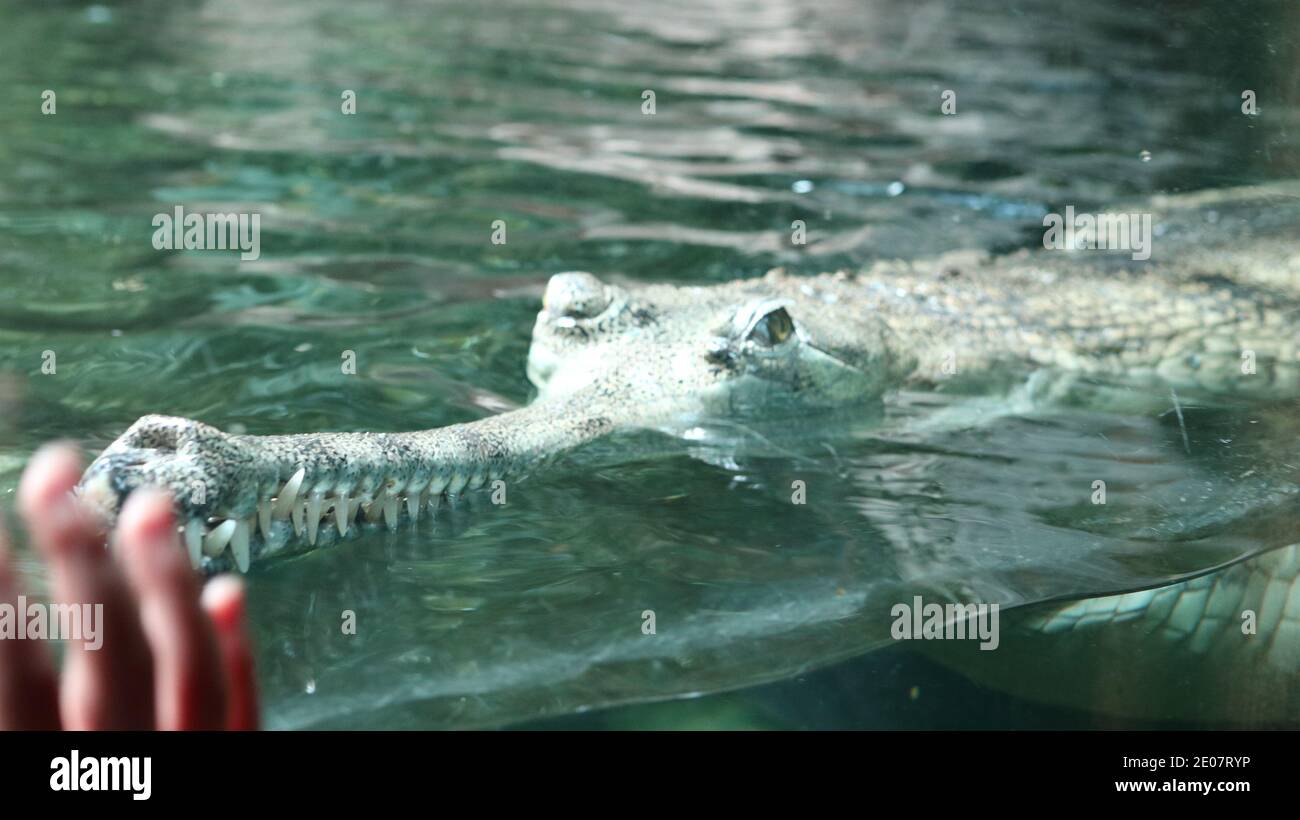 human hand on the glass behind which is a crocodile Stock Photo - Alamy