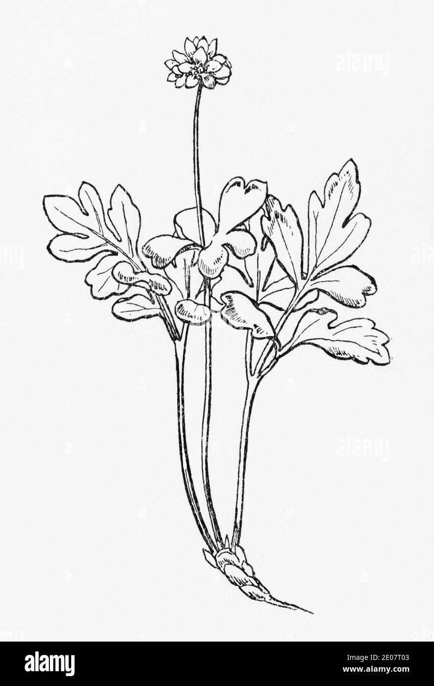 Old botanical illustration engraving of Tuberous Moschatel / Adoxa ...