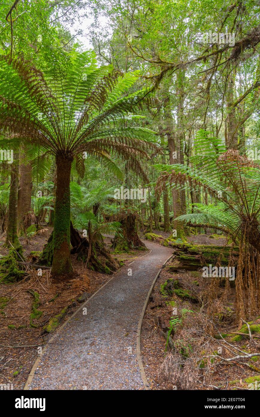 Trees at Tarkine forest in tasmania, Australia Stock Photo - Alamy