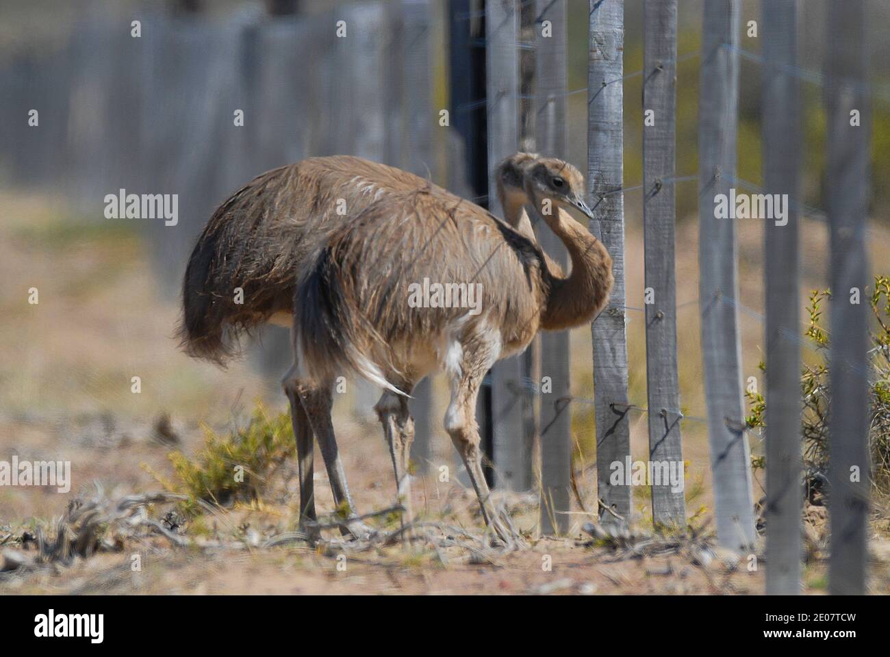 Lesser Rhea, Patagonia , Argentina Stock Photo - Alamy