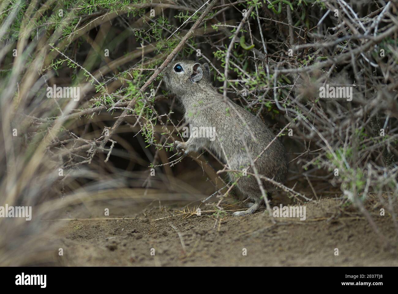 Desert cavi,Microcavia Australis, Peninsula Valdes, Unesco World ...
