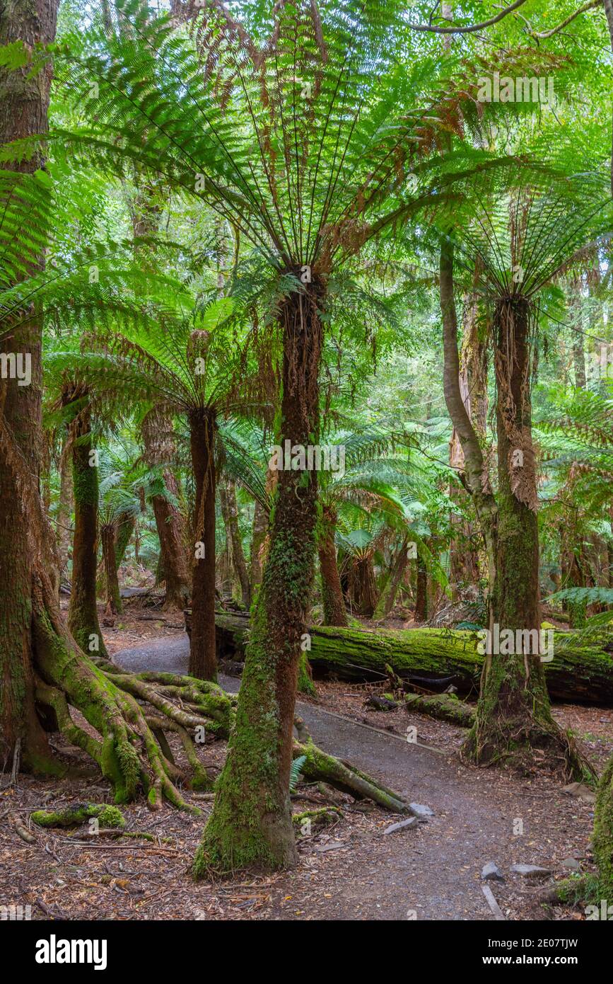 Trees at Tarkine forest in tasmania, Australia Stock Photo - Alamy