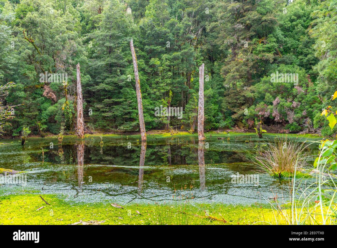 Sinkhole at Tarkine forest in Tasmania, Australia Stock Photo - Alamy