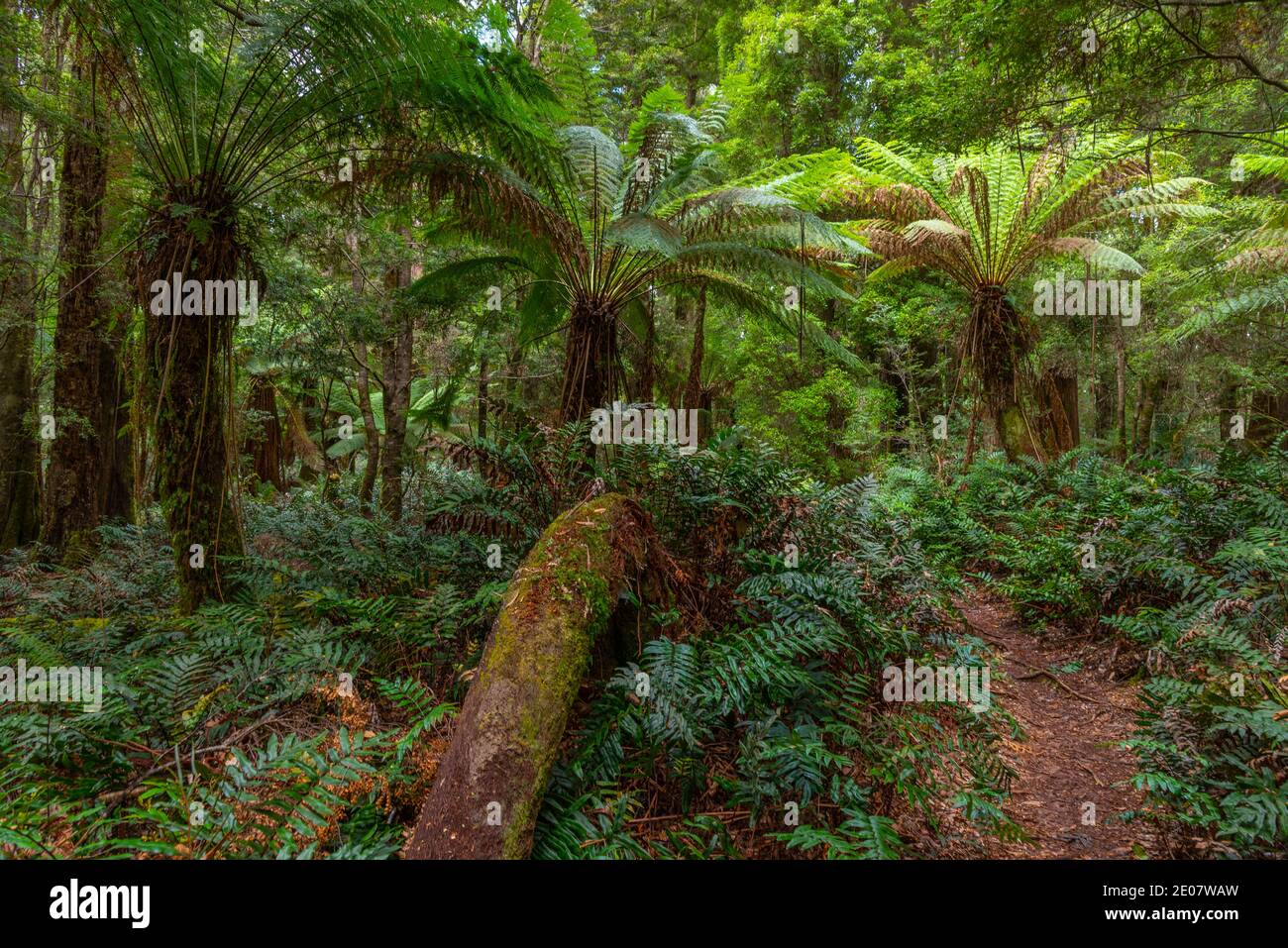 Trees at Tarkine forest in tasmania, Australia Stock Photo - Alamy