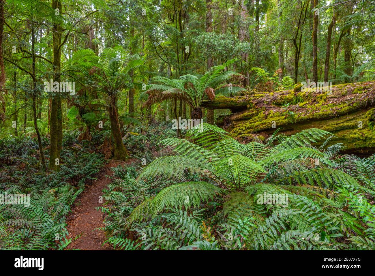 Trees at Tarkine forest in tasmania, Australia Stock Photo - Alamy