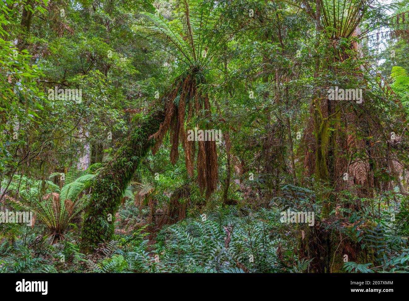Trees at Tarkine forest in tasmania, Australia Stock Photo - Alamy