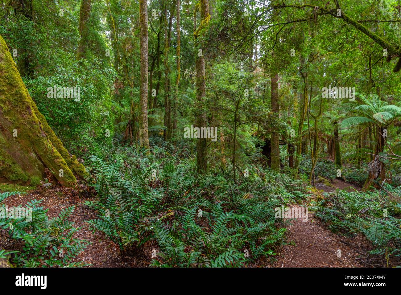Trees at Tarkine forest in tasmania, Australia Stock Photo - Alamy
