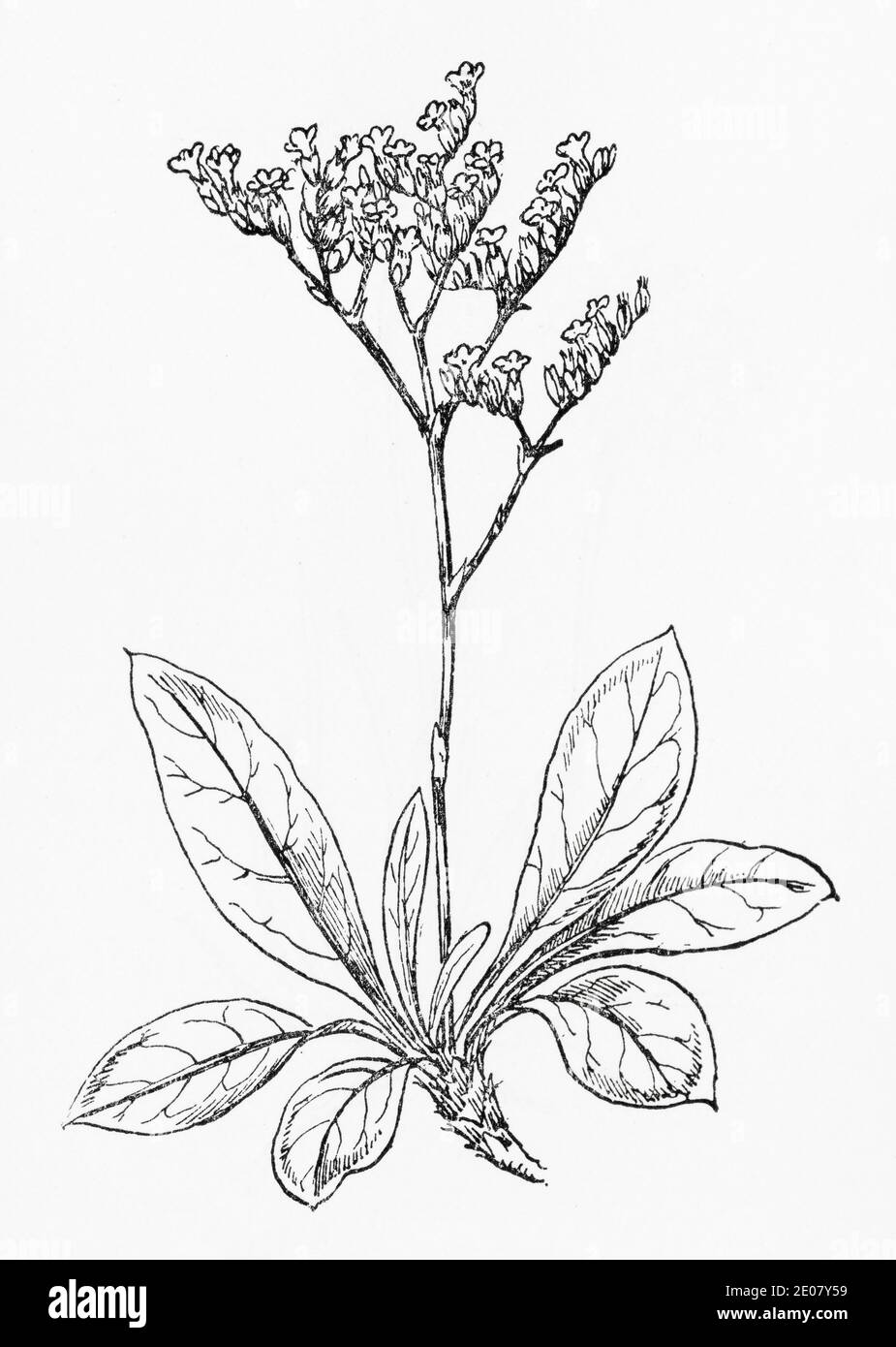 Statice Flower Drawing