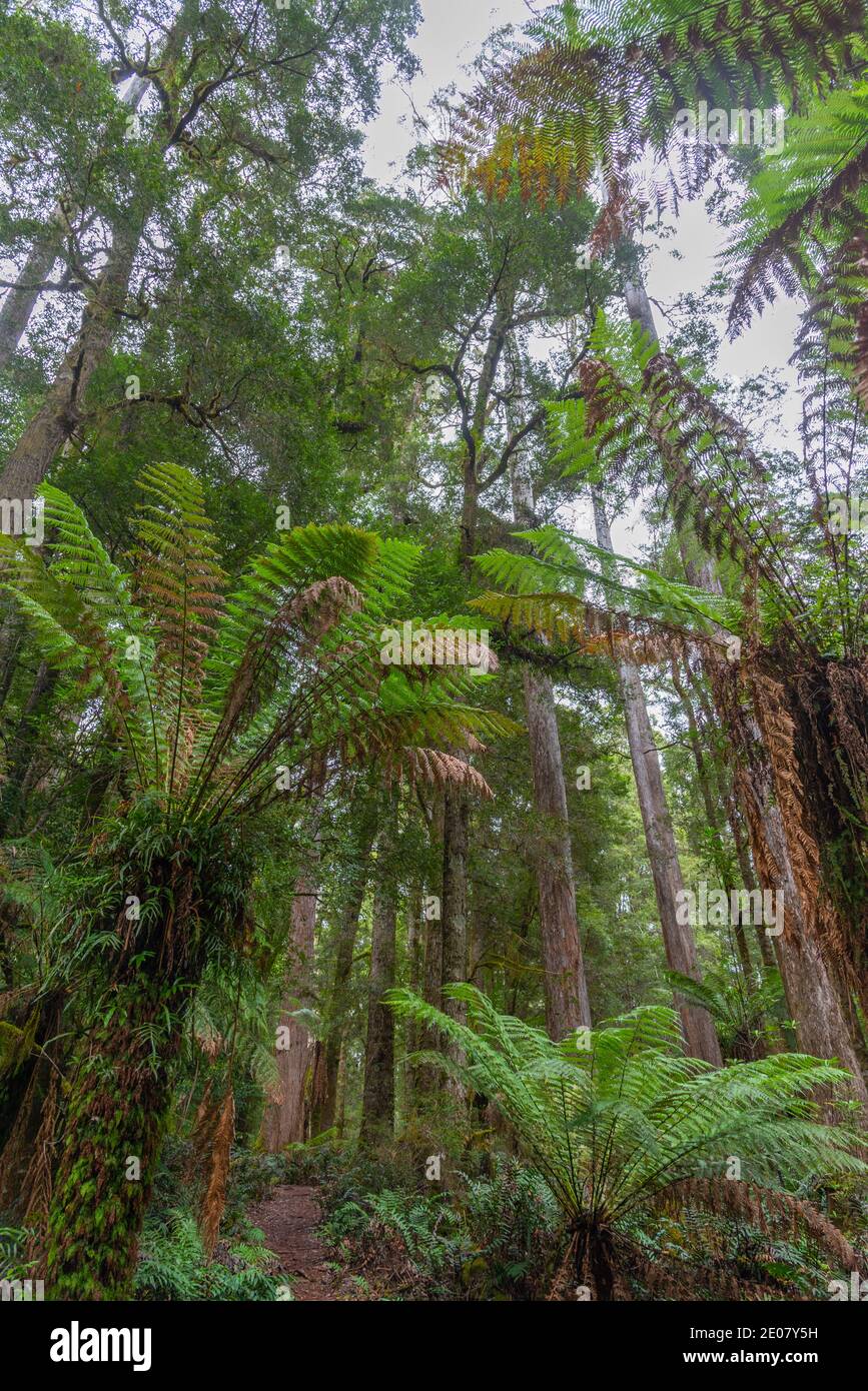 Trees at Tarkine forest in tasmania, Australia Stock Photo - Alamy