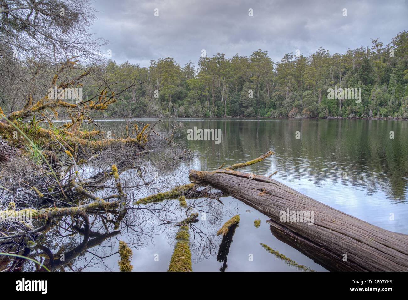 Lake Chisholm at Tarkine forest in Tasmania, Australia Stock Photo - Alamy