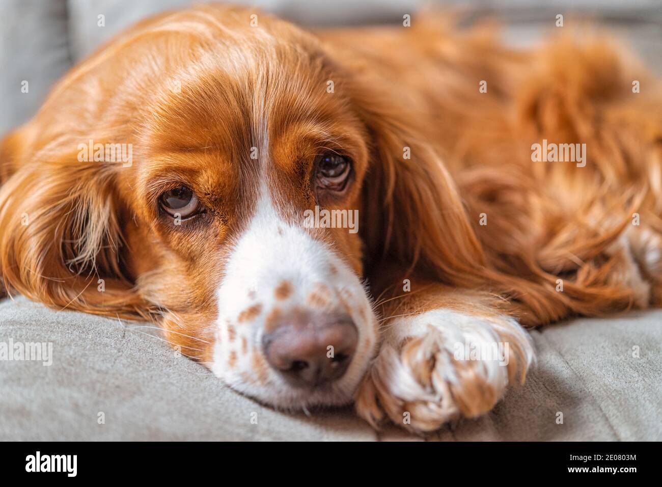 Cute cocker spaniel dog in a sofa Stock Photo - Alamy