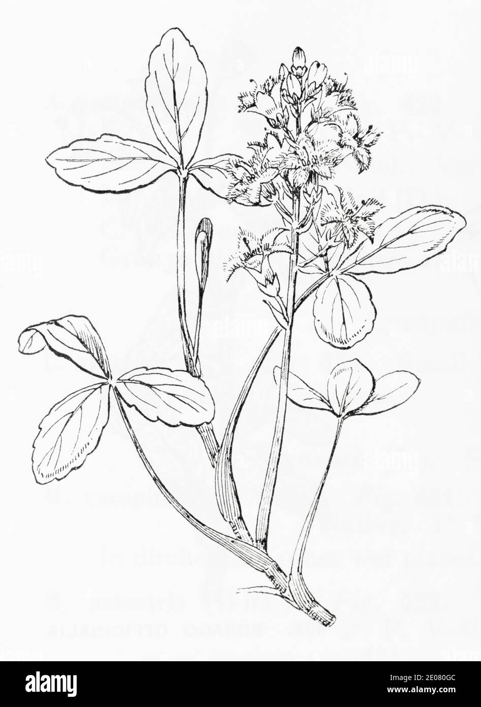 Drawing of buckbean hi-res stock photography and images - Alamy