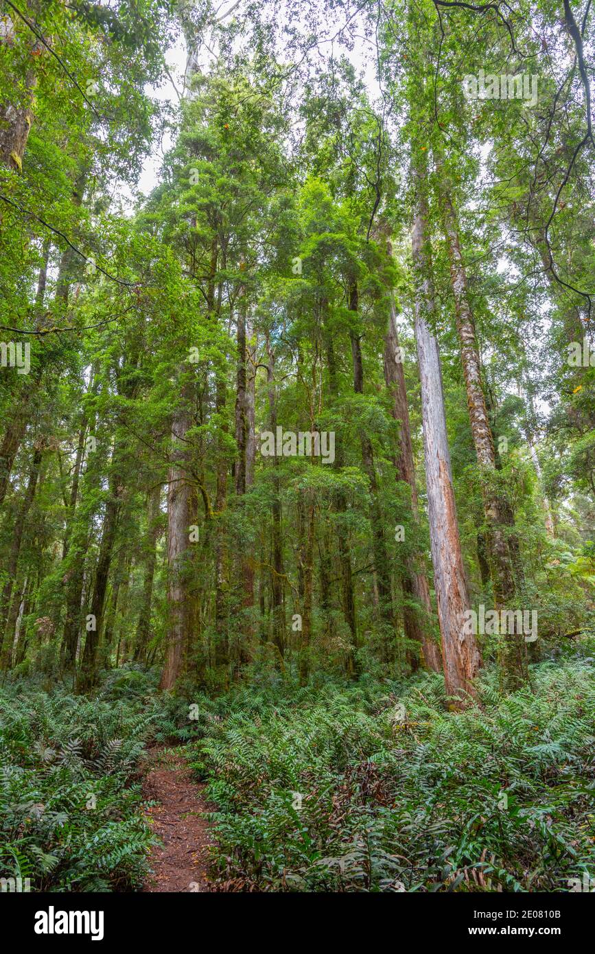 Trees at Tarkine forest in tasmania, Australia Stock Photo - Alamy