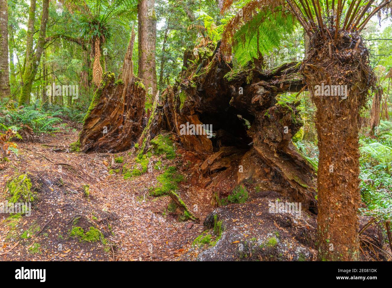 Trees at Tarkine forest in tasmania, Australia Stock Photo - Alamy