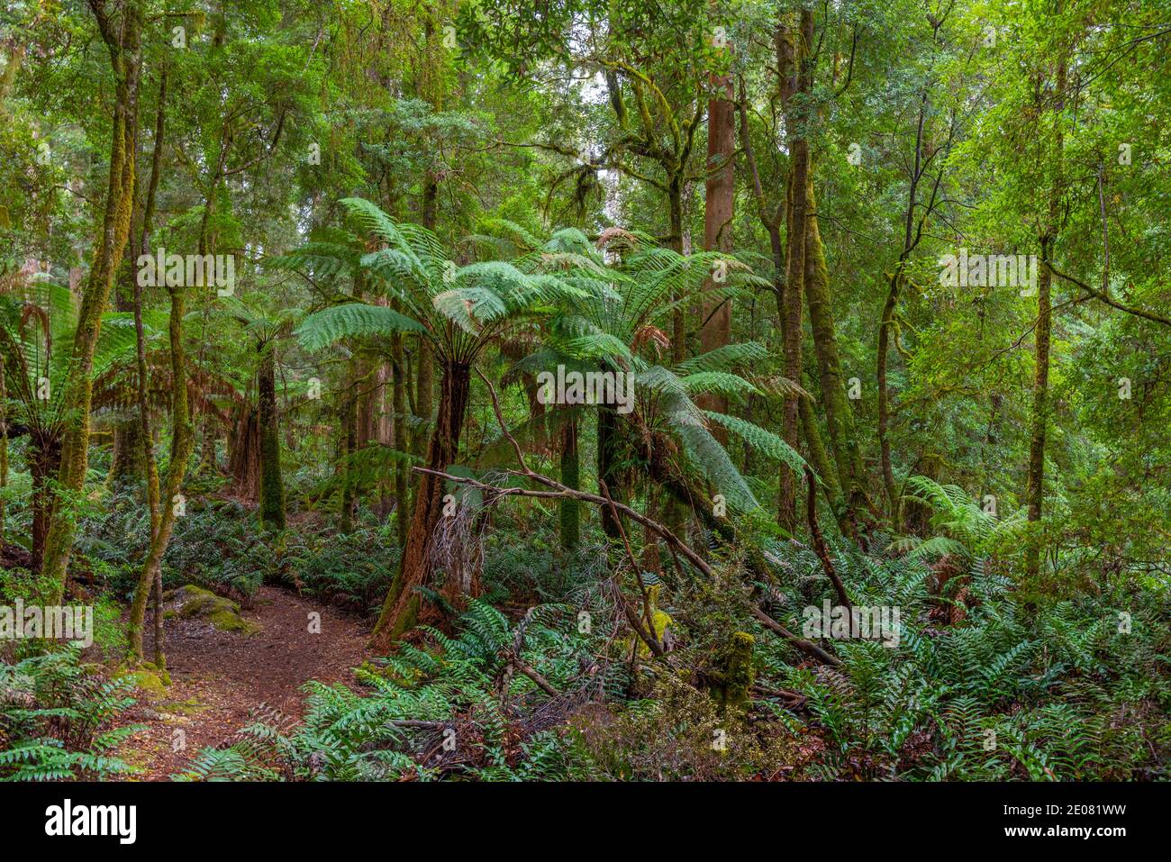 Trees at Tarkine forest in tasmania, Australia Stock Photo - Alamy