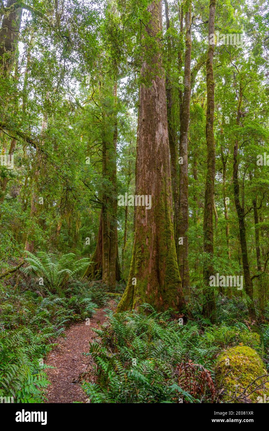 Trees at Tarkine forest in tasmania, Australia Stock Photo - Alamy