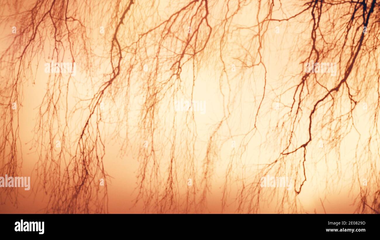 Windy garden branches hi-res stock photography and images - Alamy