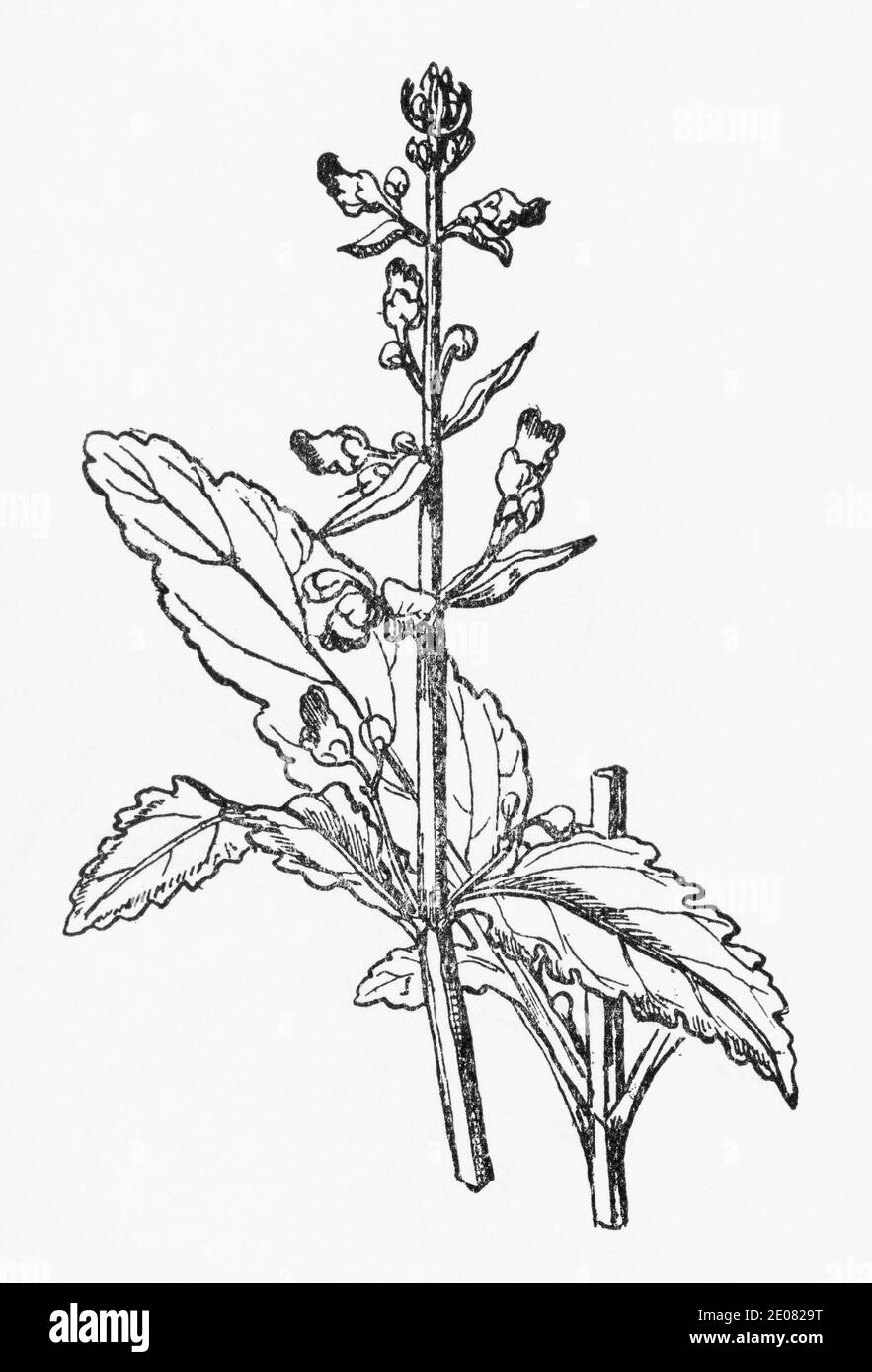 Old botanical illustration engraving of Water Figwort, Water Betony ...