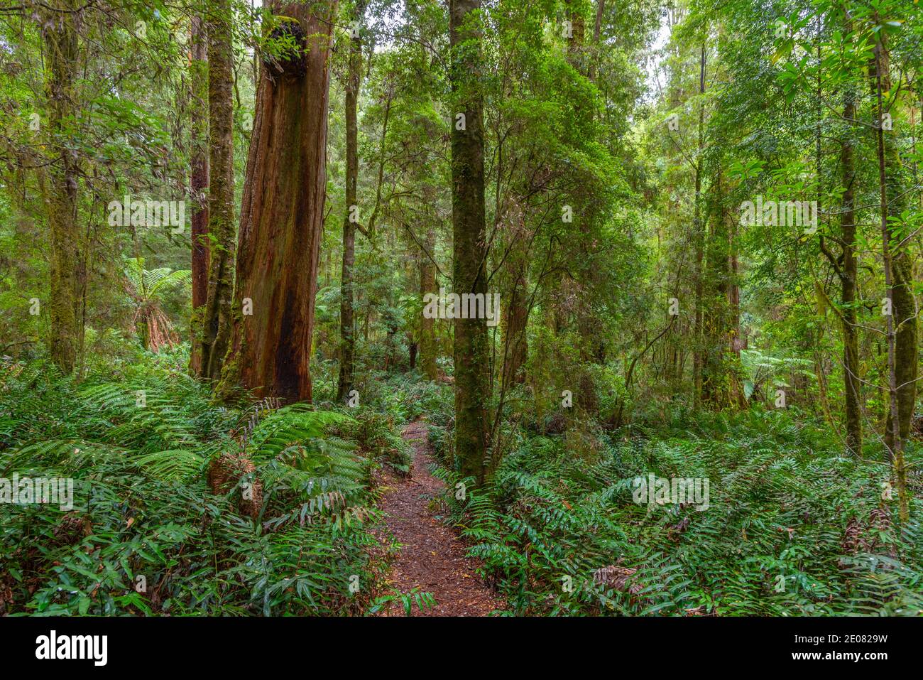 Trees at Tarkine forest in tasmania, Australia Stock Photo - Alamy